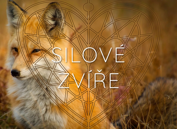 Najdi své silové zvíře | REIKI-JÓGA studio | Praha 4, Nusle